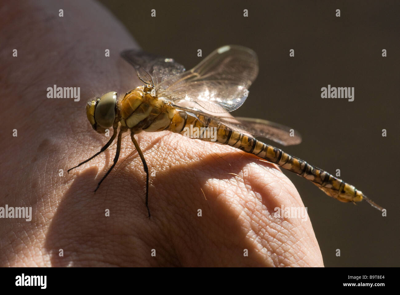 Dragonfly on hand Stock Photo - Alamy