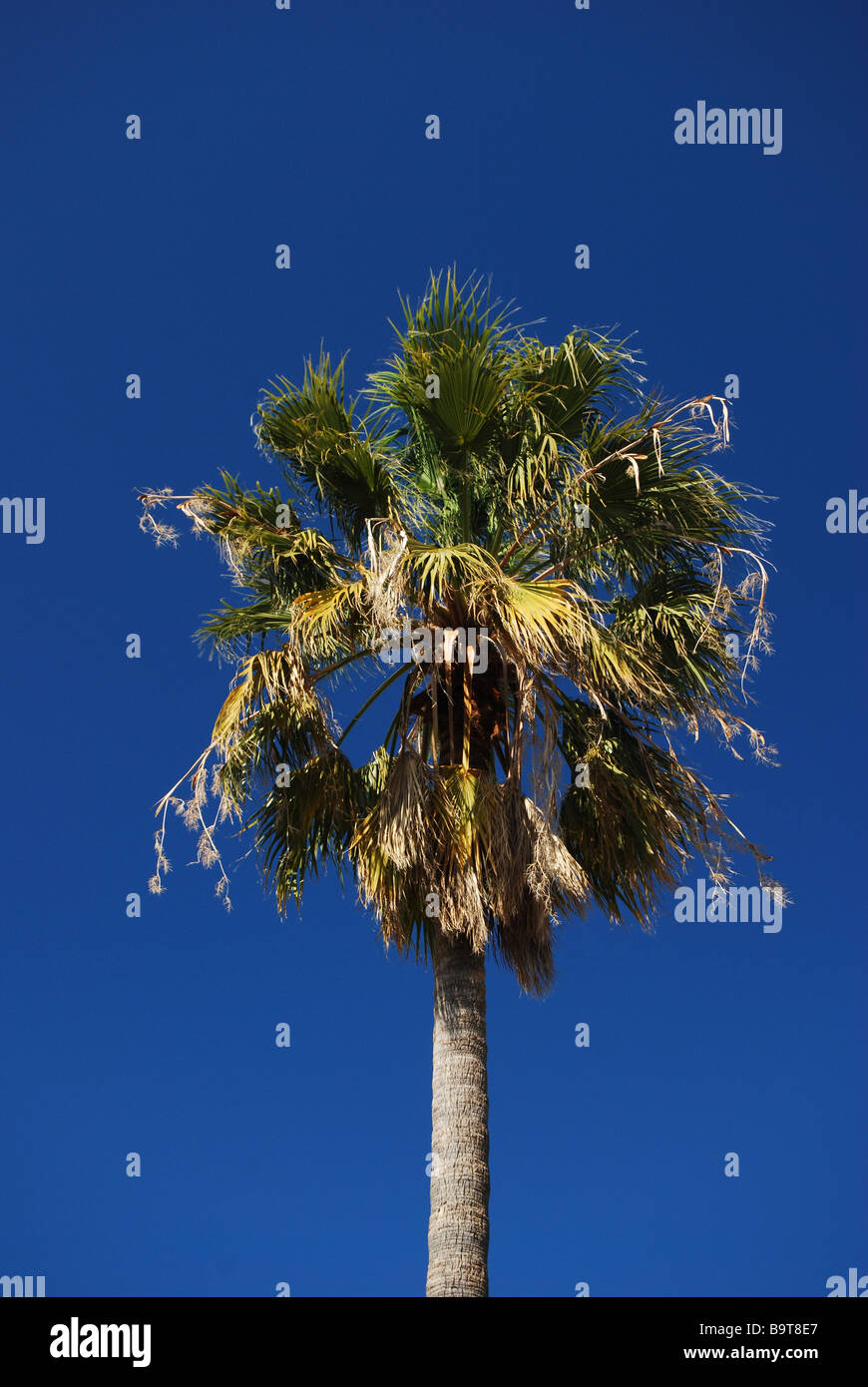 alone palm tree Stock Photo - Alamy