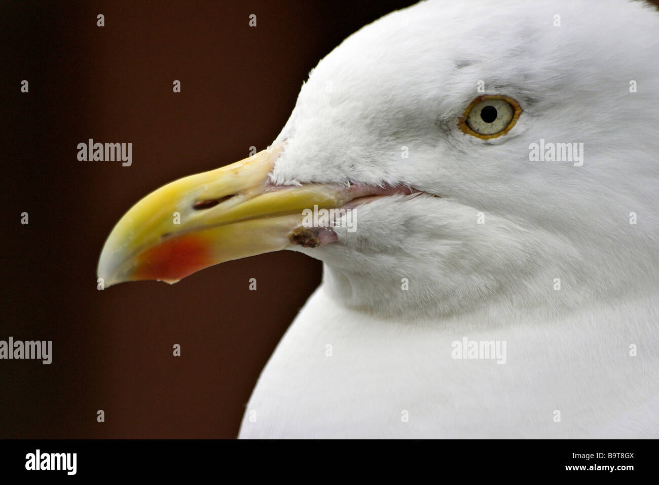 seagull close up head in profile Stock Photo - Alamy