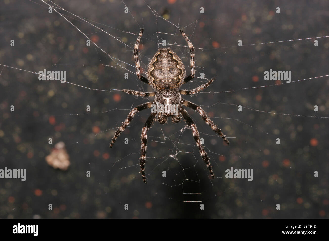 Walnut orb weaver spiders hi-res stock photography and images - Alamy