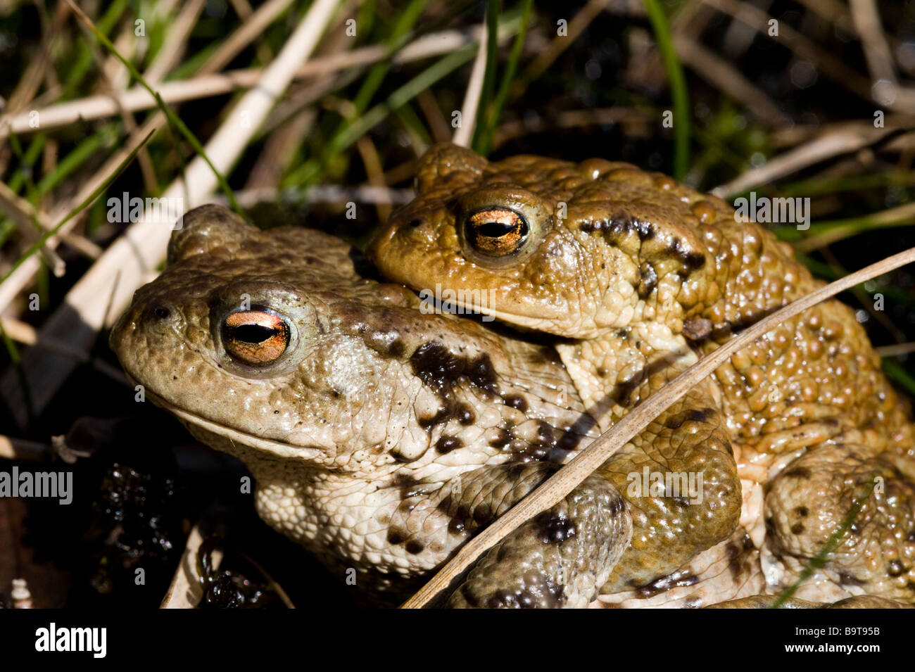 Common frog {Rana temporaria} Highlands Scotland Arbriacan water Stock ...