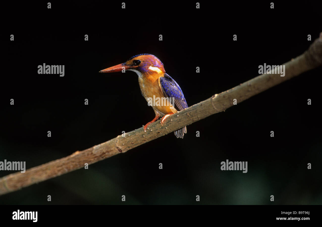 African pygmy kingfisher hi-res stock photography and images - Alamy