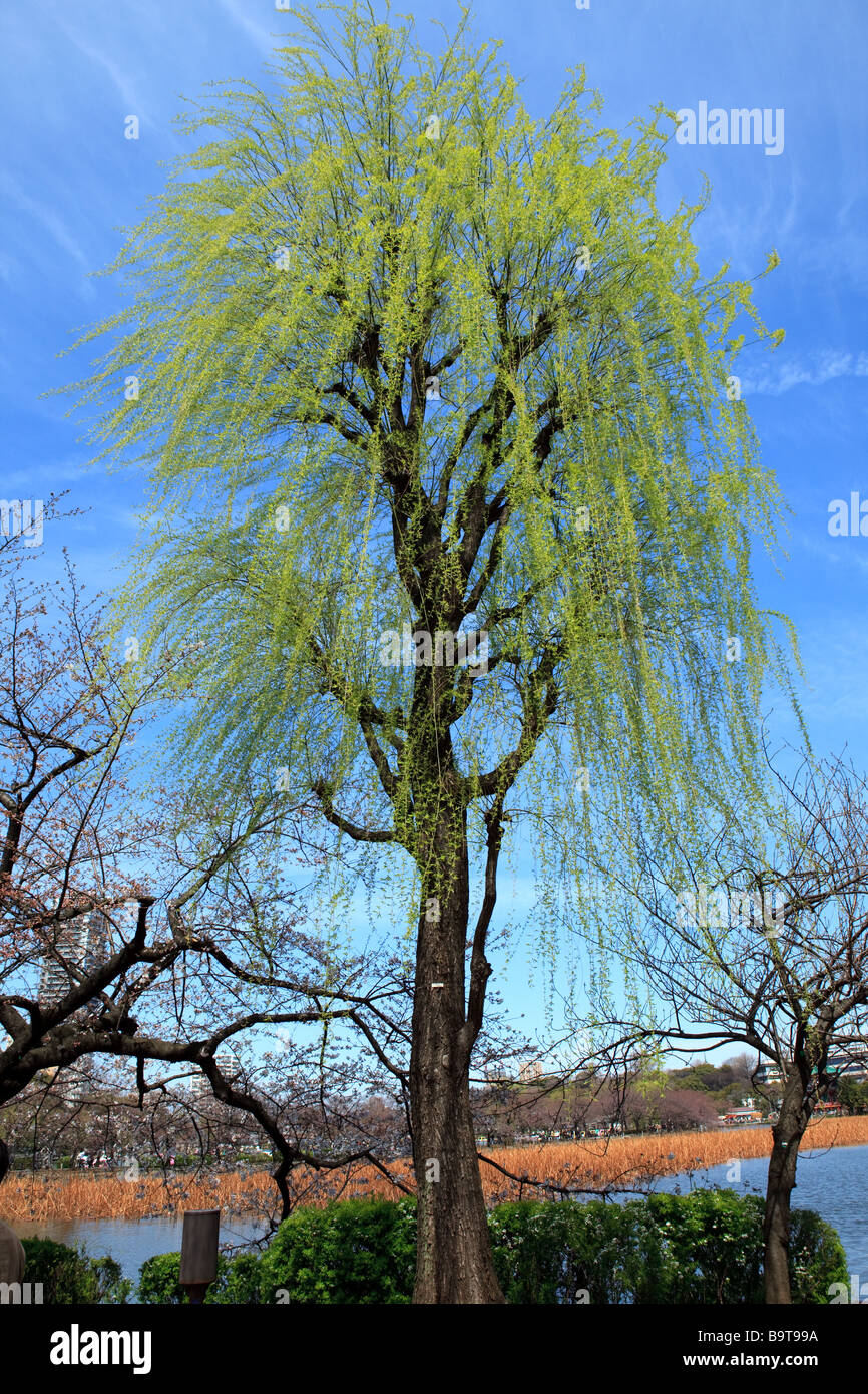 Willy willow hi-res stock photography and images - Alamy