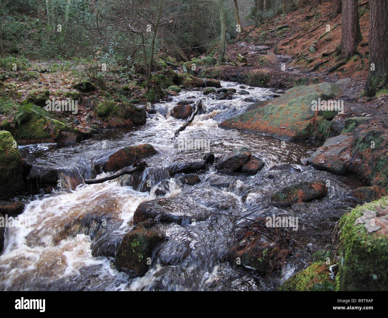 subdued winter colours with woodland stream running over rocks below ...