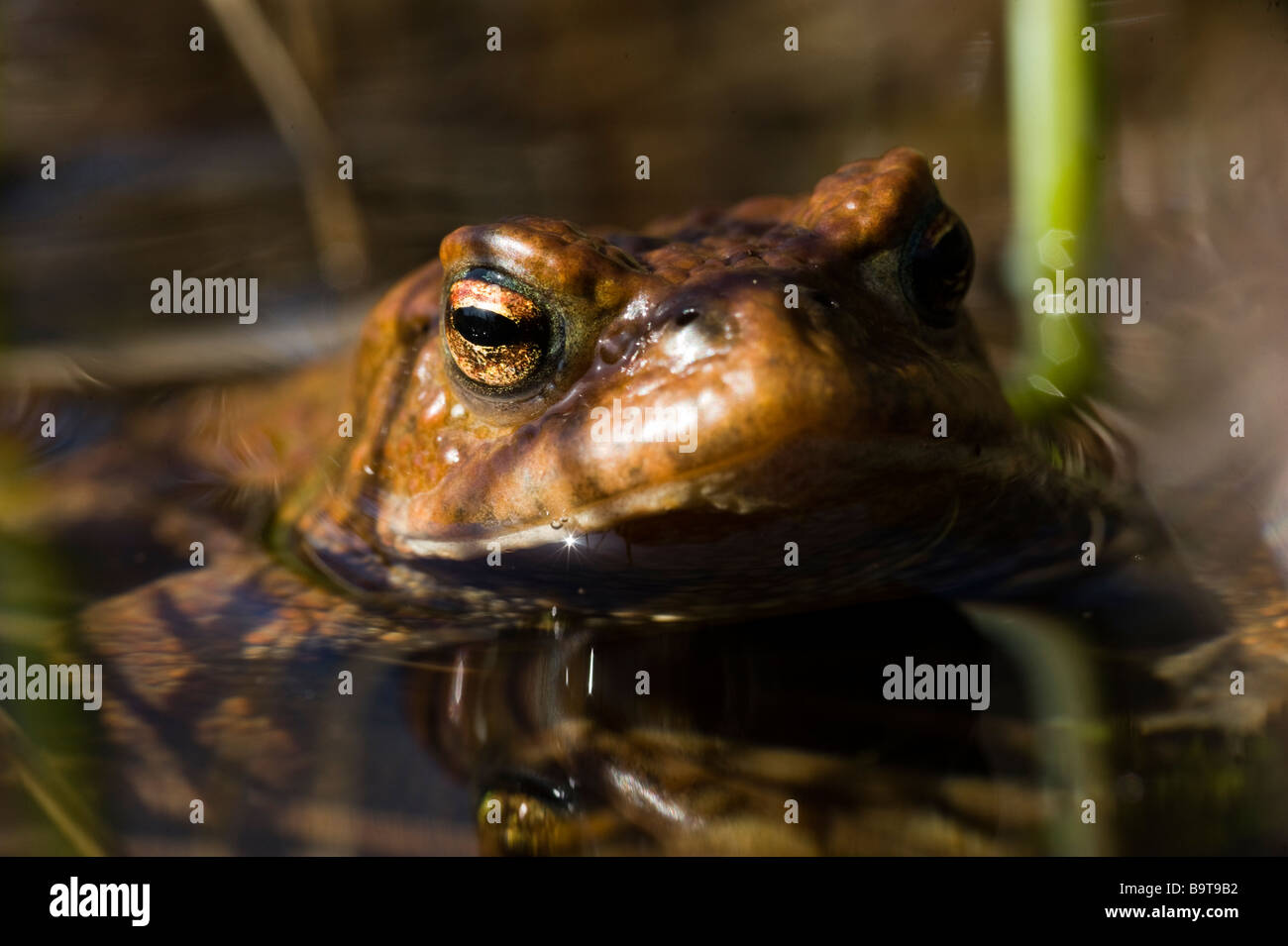 Common frog {Rana temporaria} Highlands Scotland Arbriacan water Stock ...