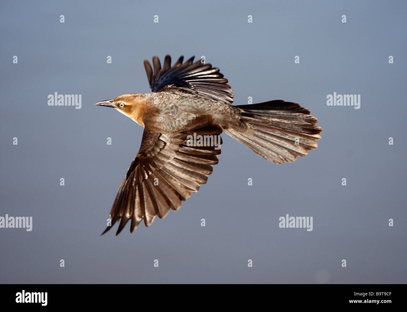 Great Tailed Grackle Flying
