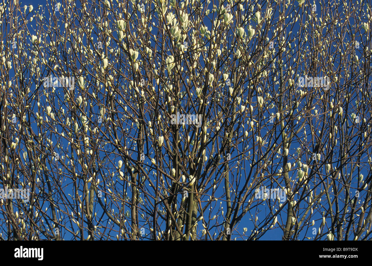 magnolia tree budding in spring Stock Photo - Alamy