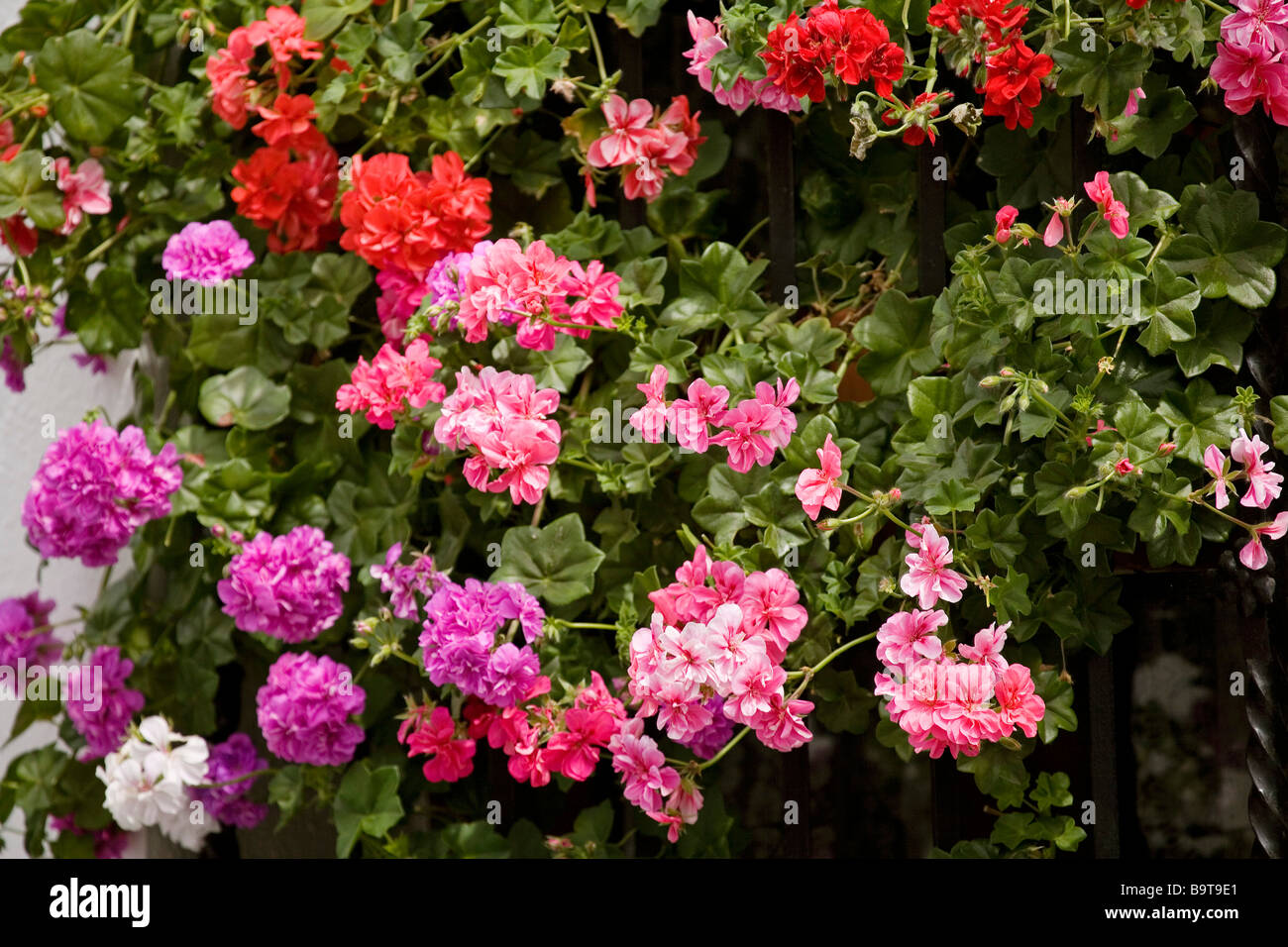 Balcones y Rejas con Flores Córdoba Andalucía España Typical Balconies ...