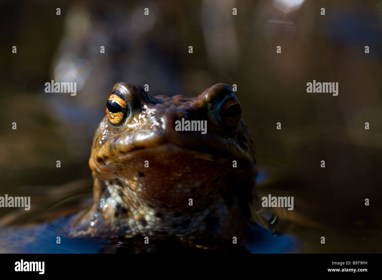 Common frog rana temporaria highlands hi-res stock photography and ...