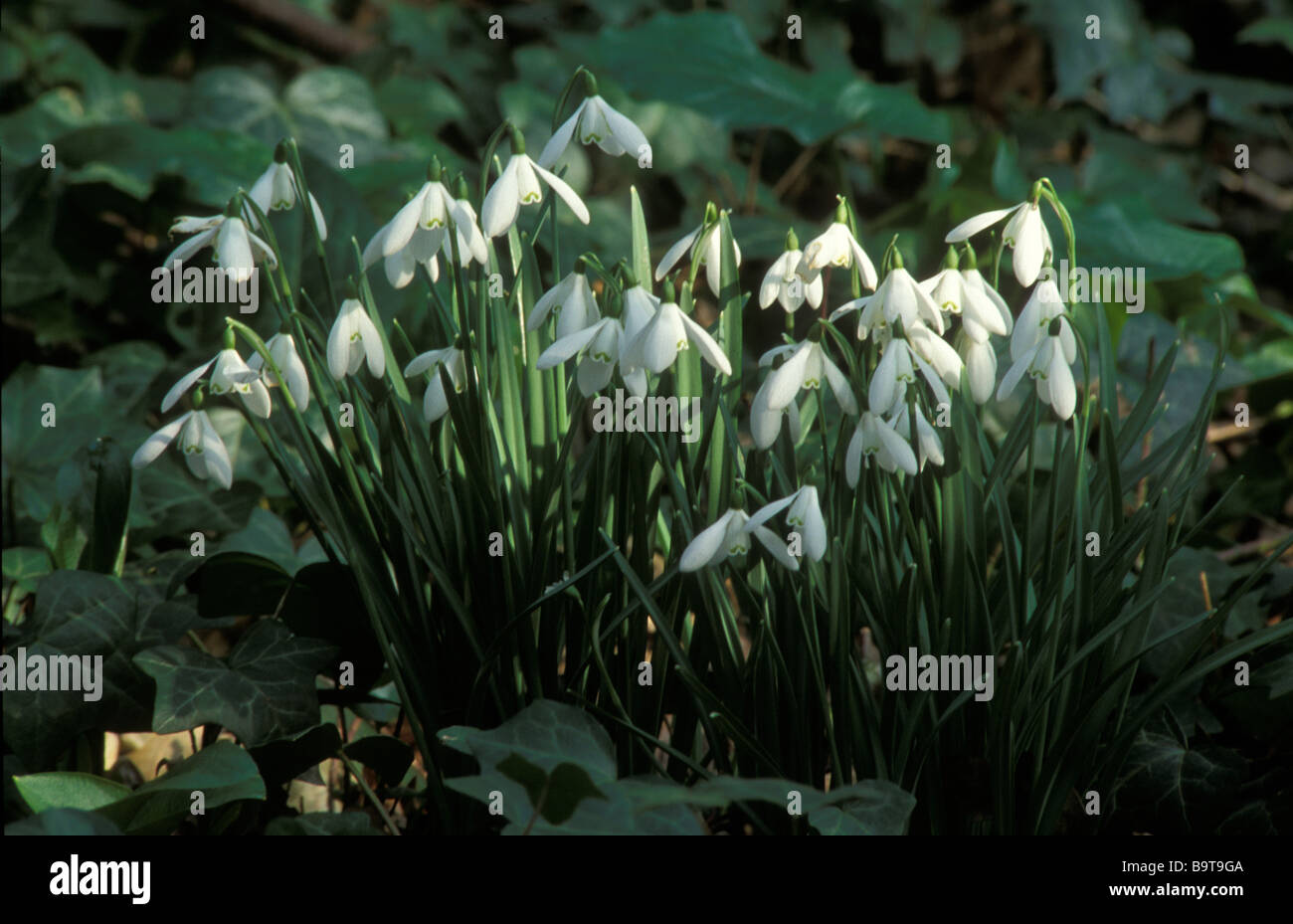 Cluster of snowdrops hi-res stock photography and images - Alamy