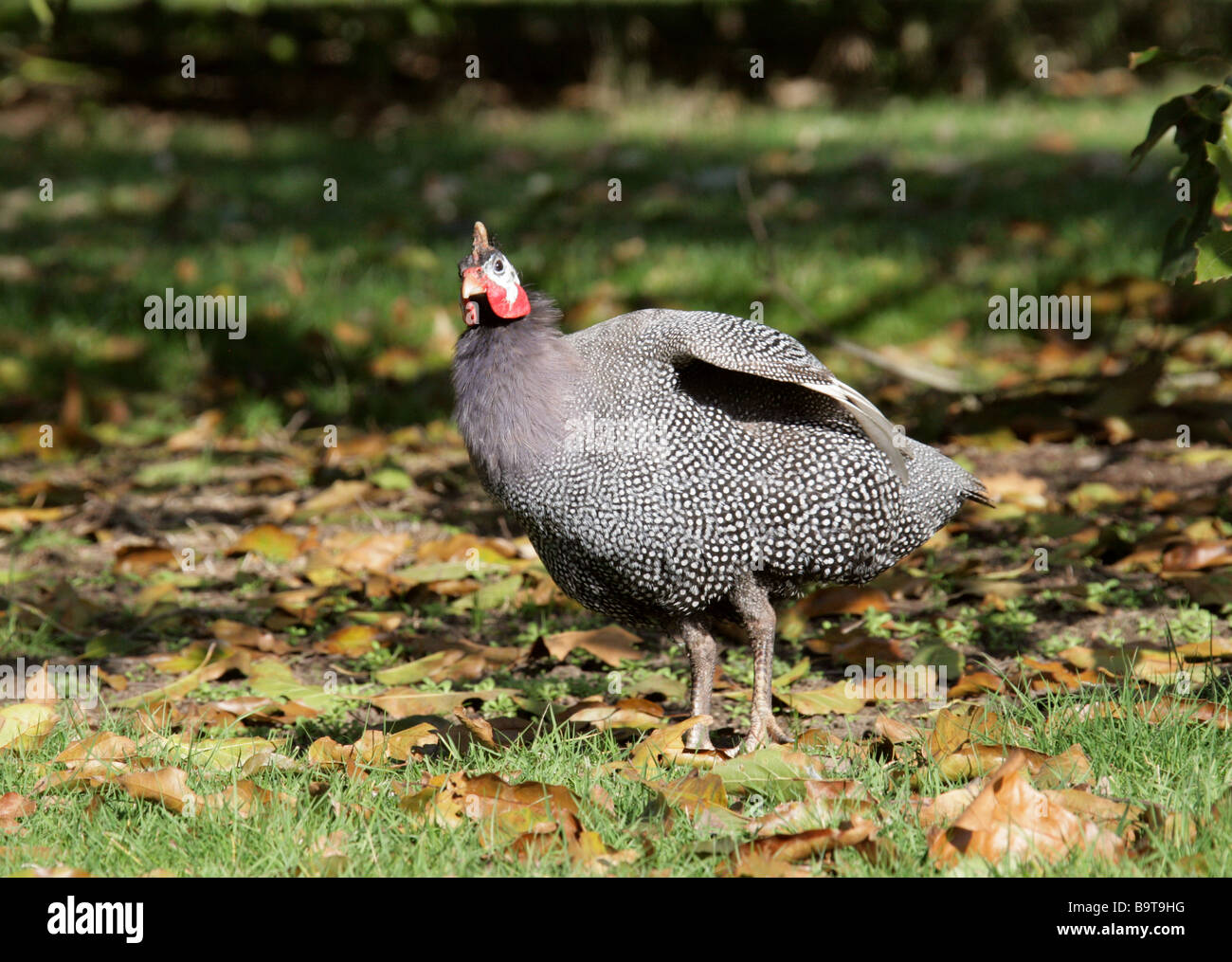 Helmeted Guineafowl, Numida meleagris, Numididae, Galliformes Stock ...