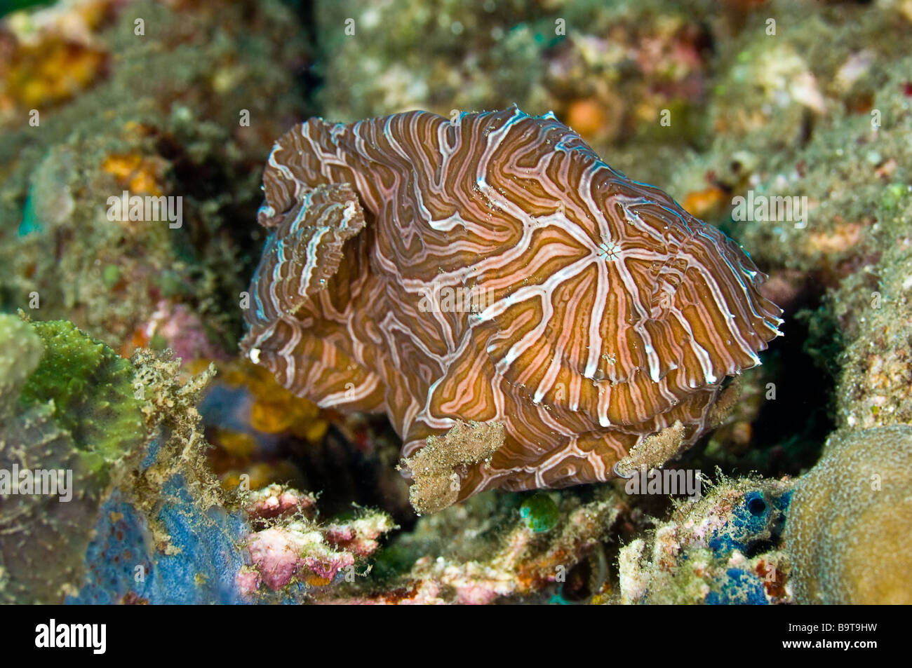 Histiophryne psychedelica hi-res stock photography and images - Alamy