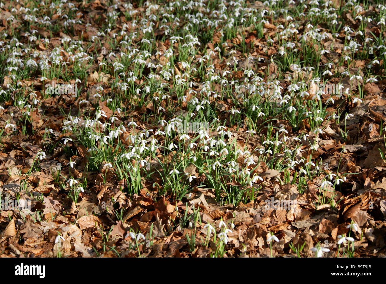 Snowdrops galanthus nivalis wild hi-res stock photography and images ...
