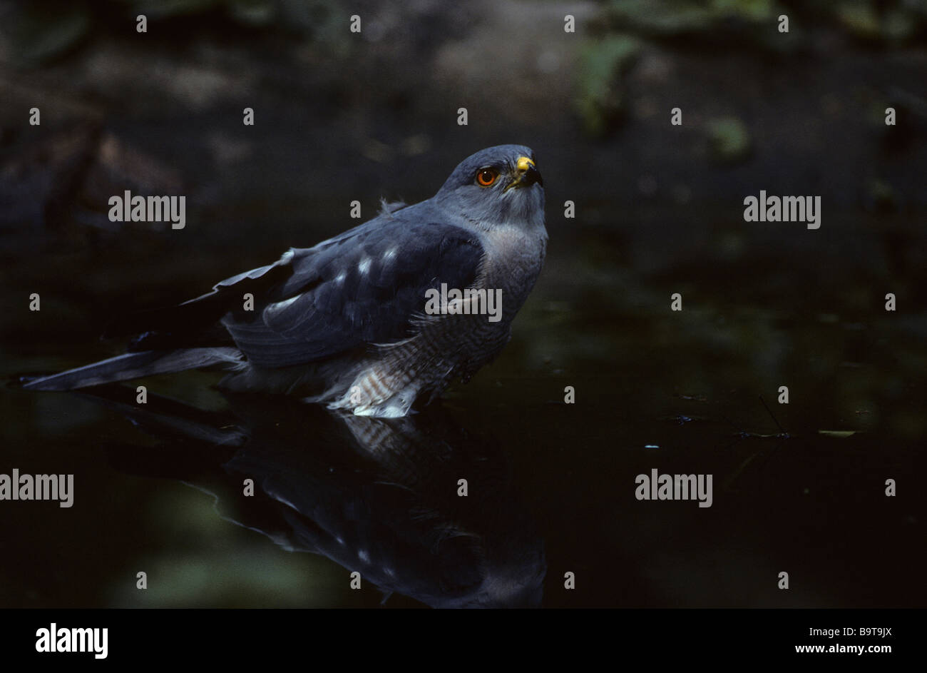 Adult shikra hi-res stock photography and images - Alamy