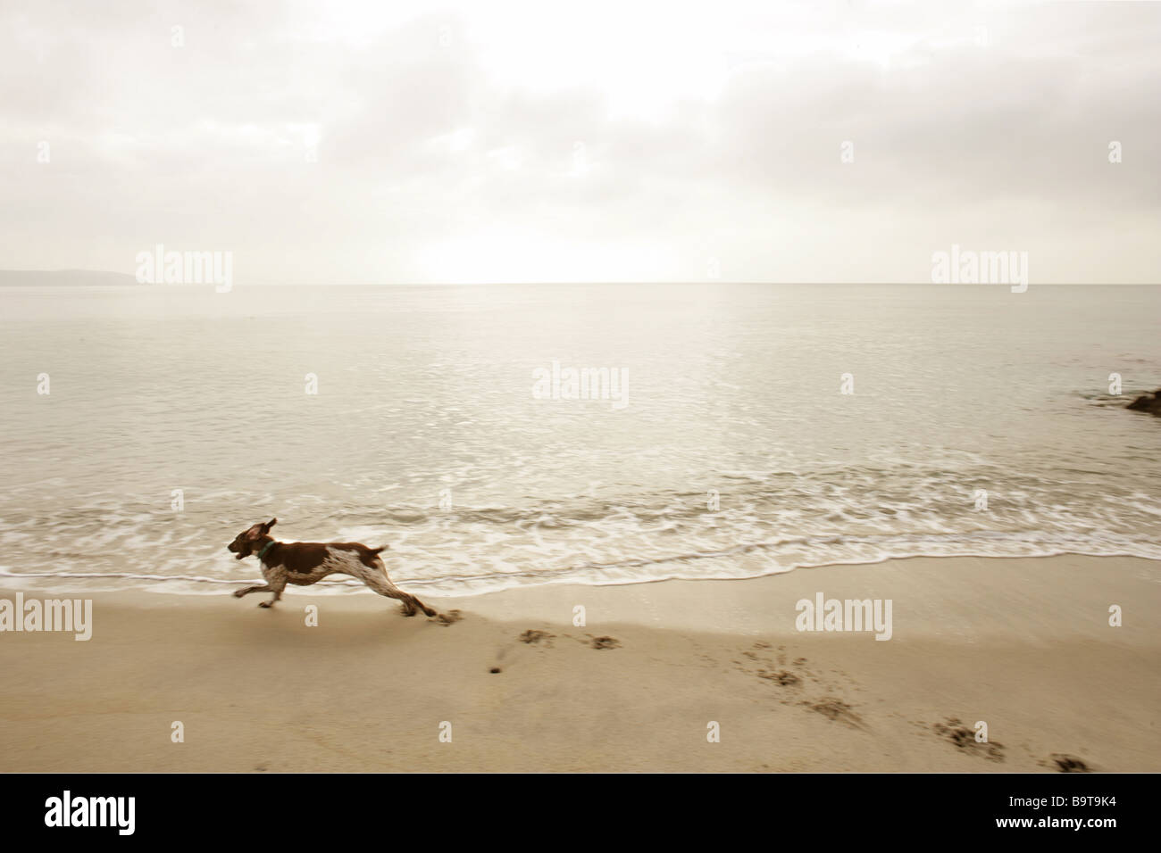A dog goes for a run on the beach at Carlyon bay Stock Photo - Alamy