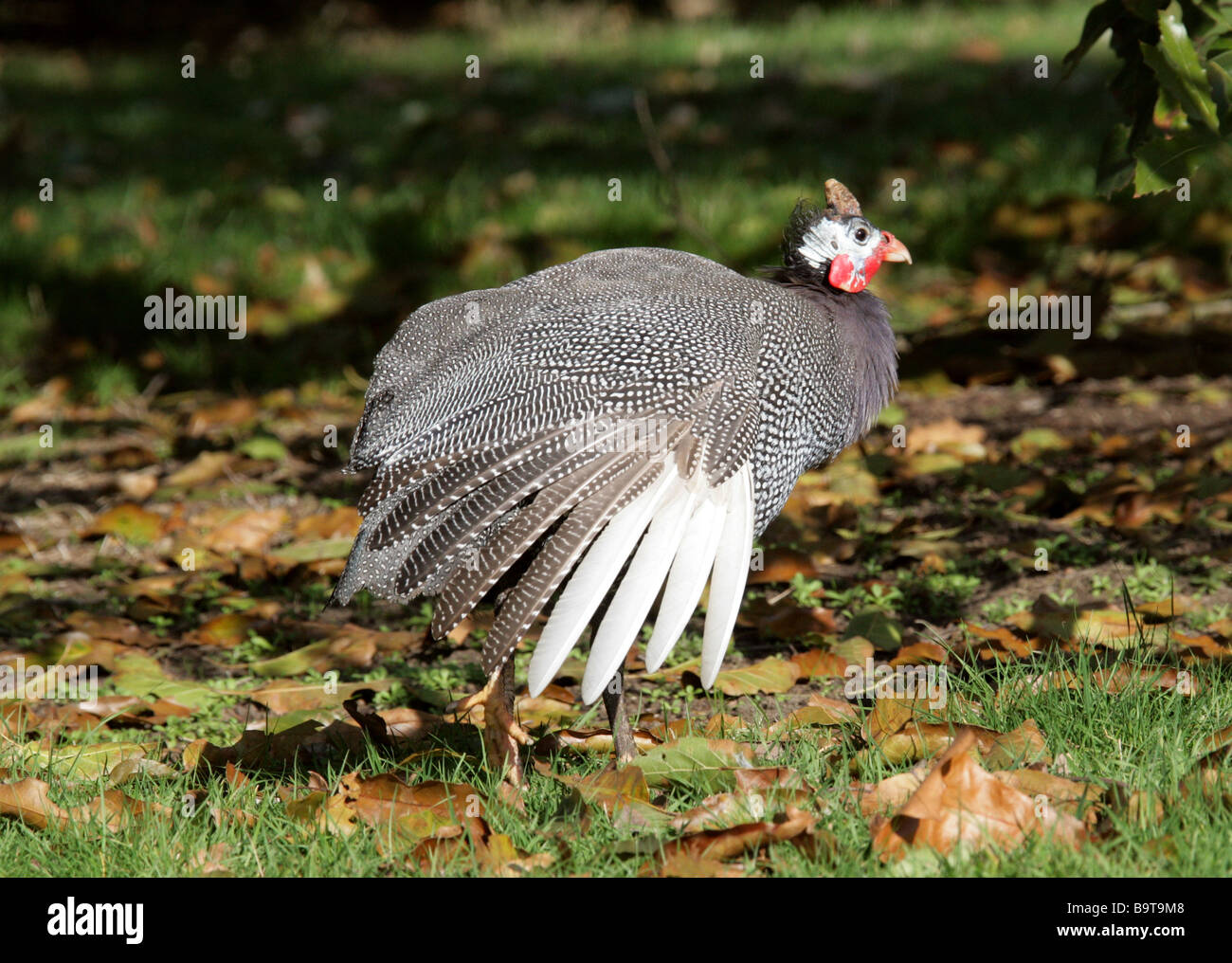 Helmeted Guineafowl, Numida meleagris, Numididae, Galliformes Stock ...