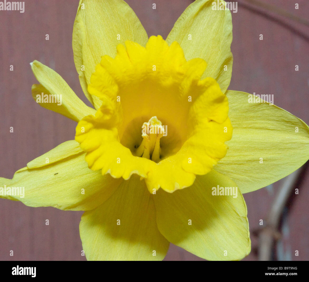 Beauty of imperfect flower hi-res stock photography and images - Alamy
