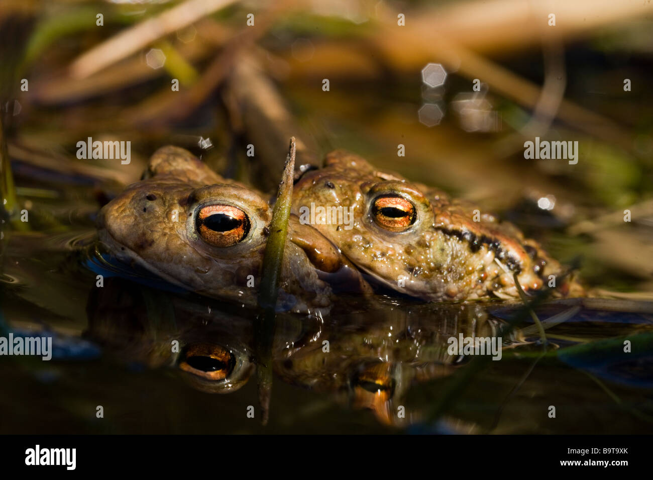 Common frog {Rana temporaria} Highlands Scotland Arbriacan water Stock ...