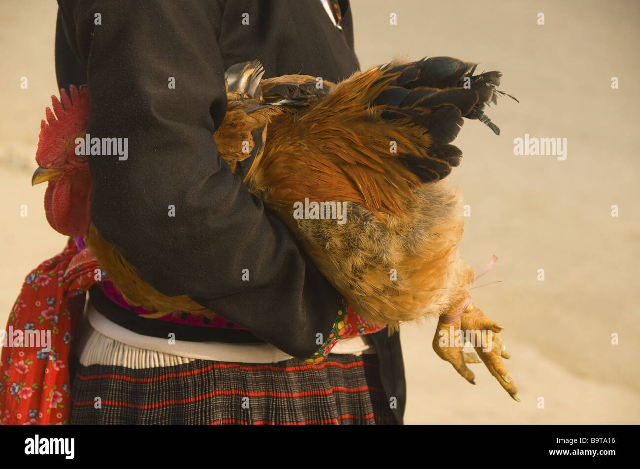 Vietnam market chicken hi-res stock photography and images - Alamy