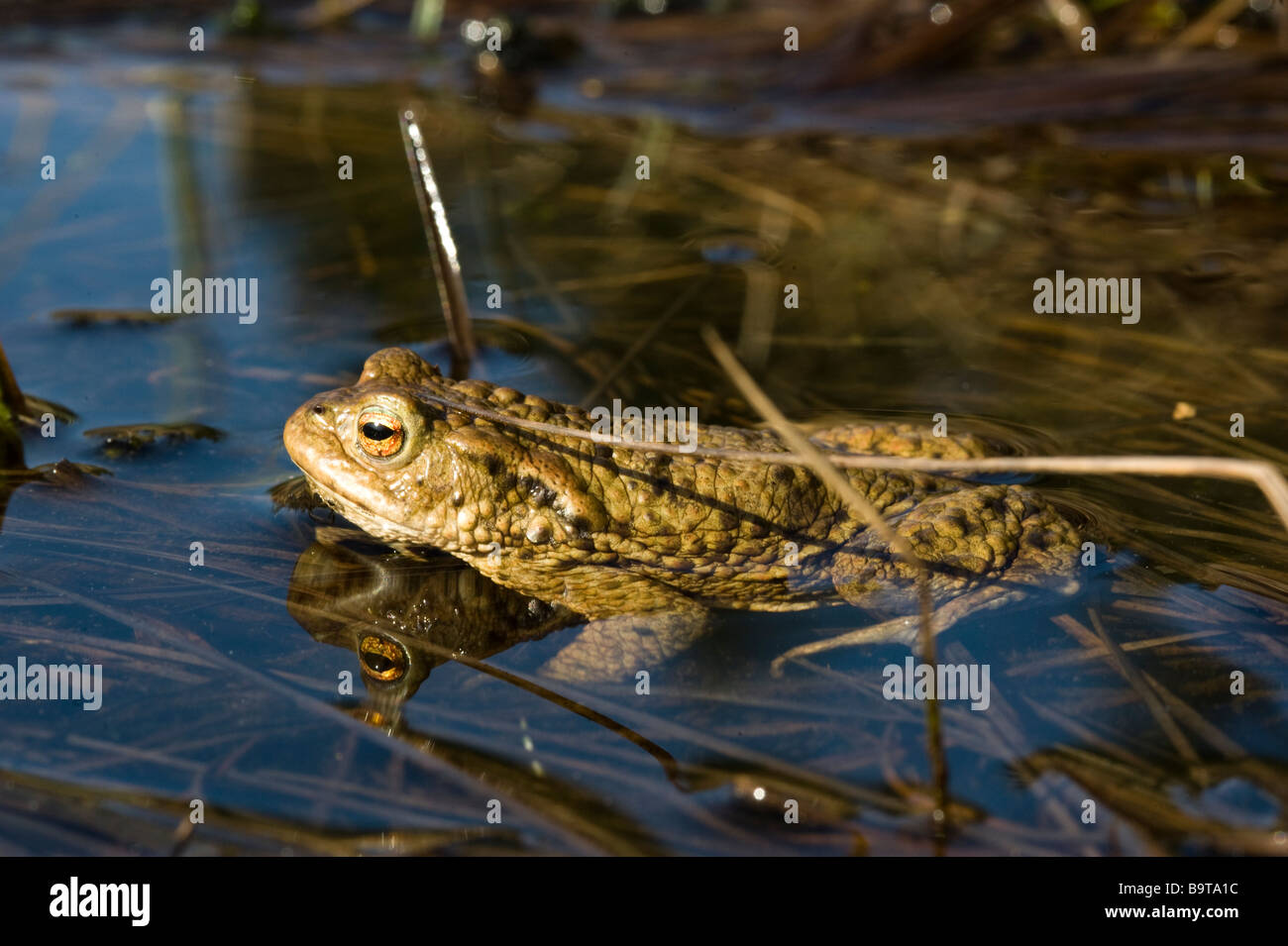 Common frog {Rana temporaria} Highlands Scotland Arbriacan water Stock ...