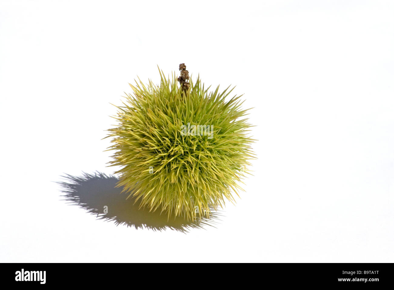 Chestnut hull hi-res stock photography and images - Alamy