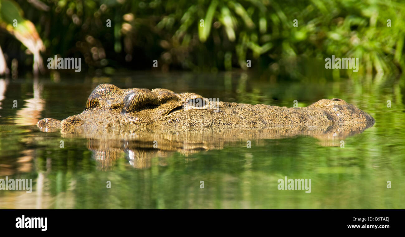 Nile crocodile submerged in water,Florida,USA Stock Photo - Alamy