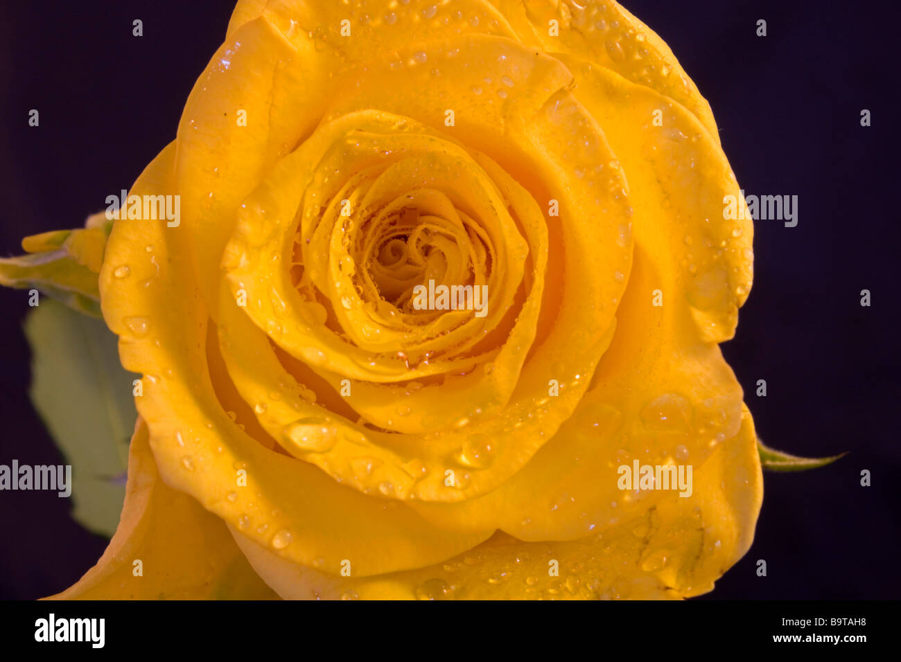 Yellow single rose Stock Photo - Alamy
