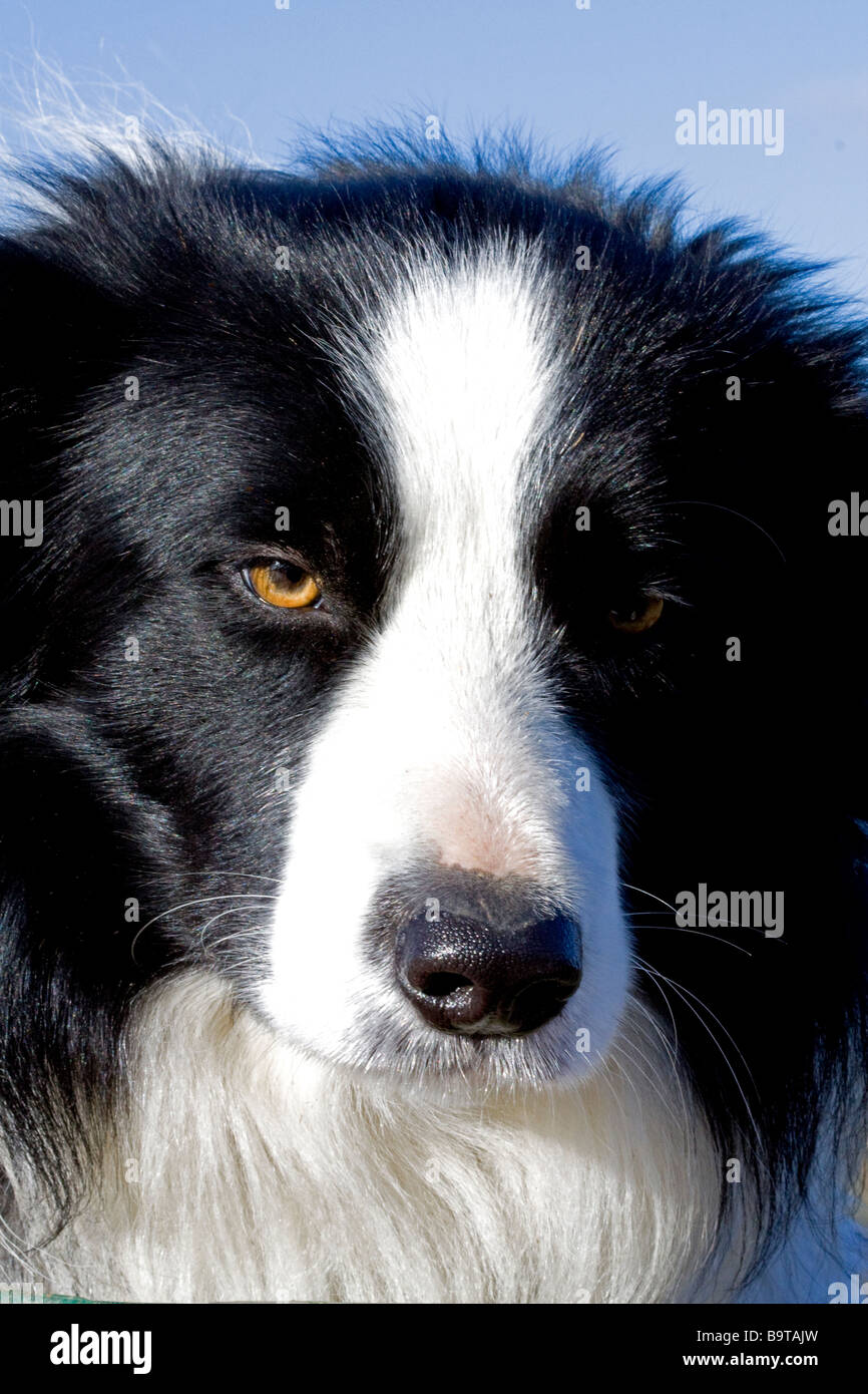 Working Border Collie Stock Photo - Alamy