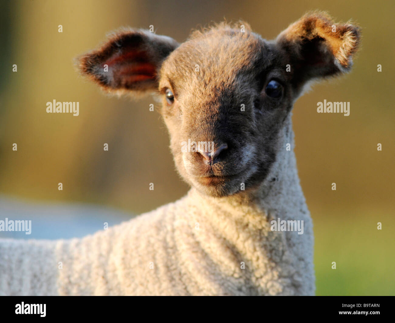 Naughty little lamb hi-res stock photography and images - Alamy