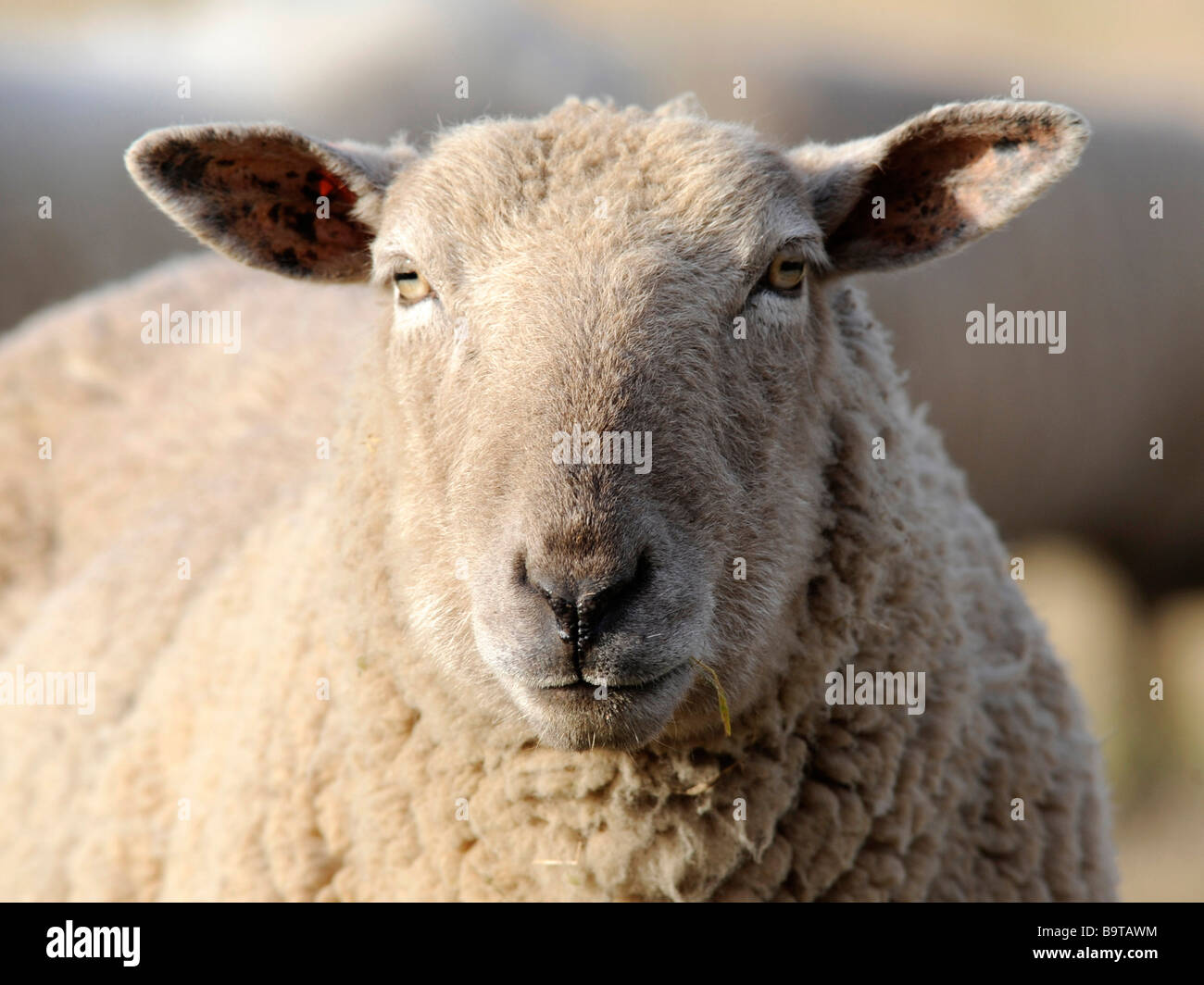 Symmetrical sheep hi-res stock photography and images - Alamy