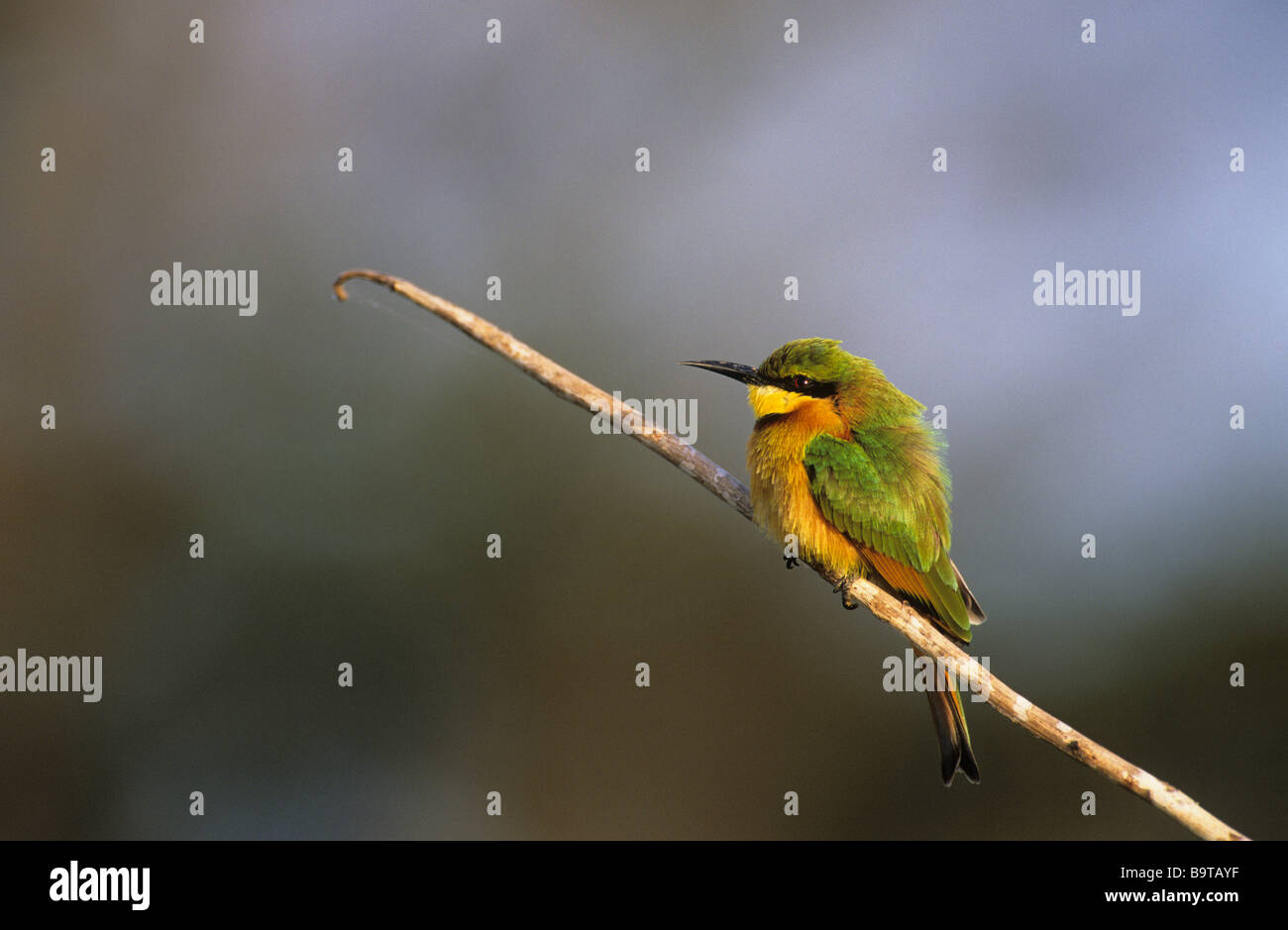 LITTLE BEE EATER (Merops pusillus pusillus) adult sunbathing on twig ...
