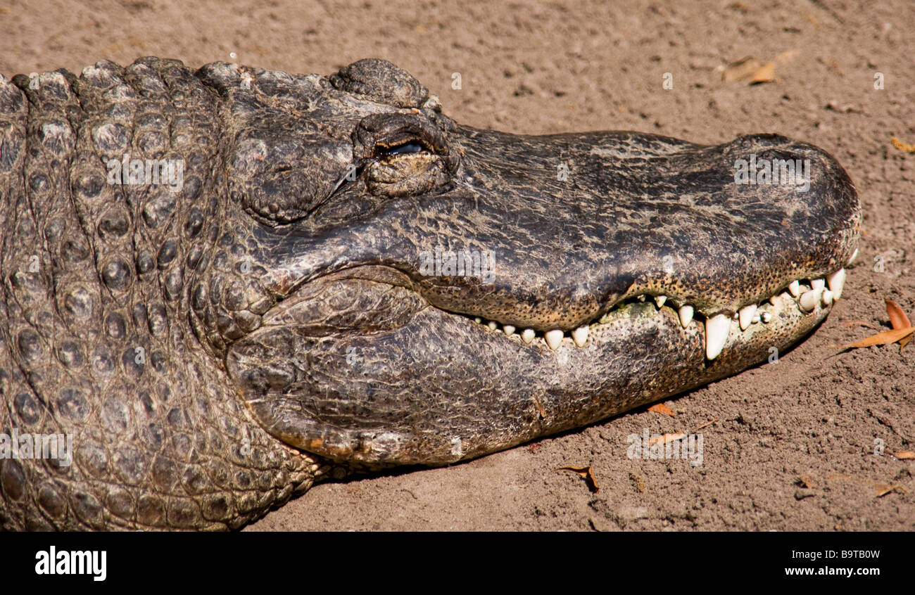 Alligator family hi-res stock photography and images - Alamy