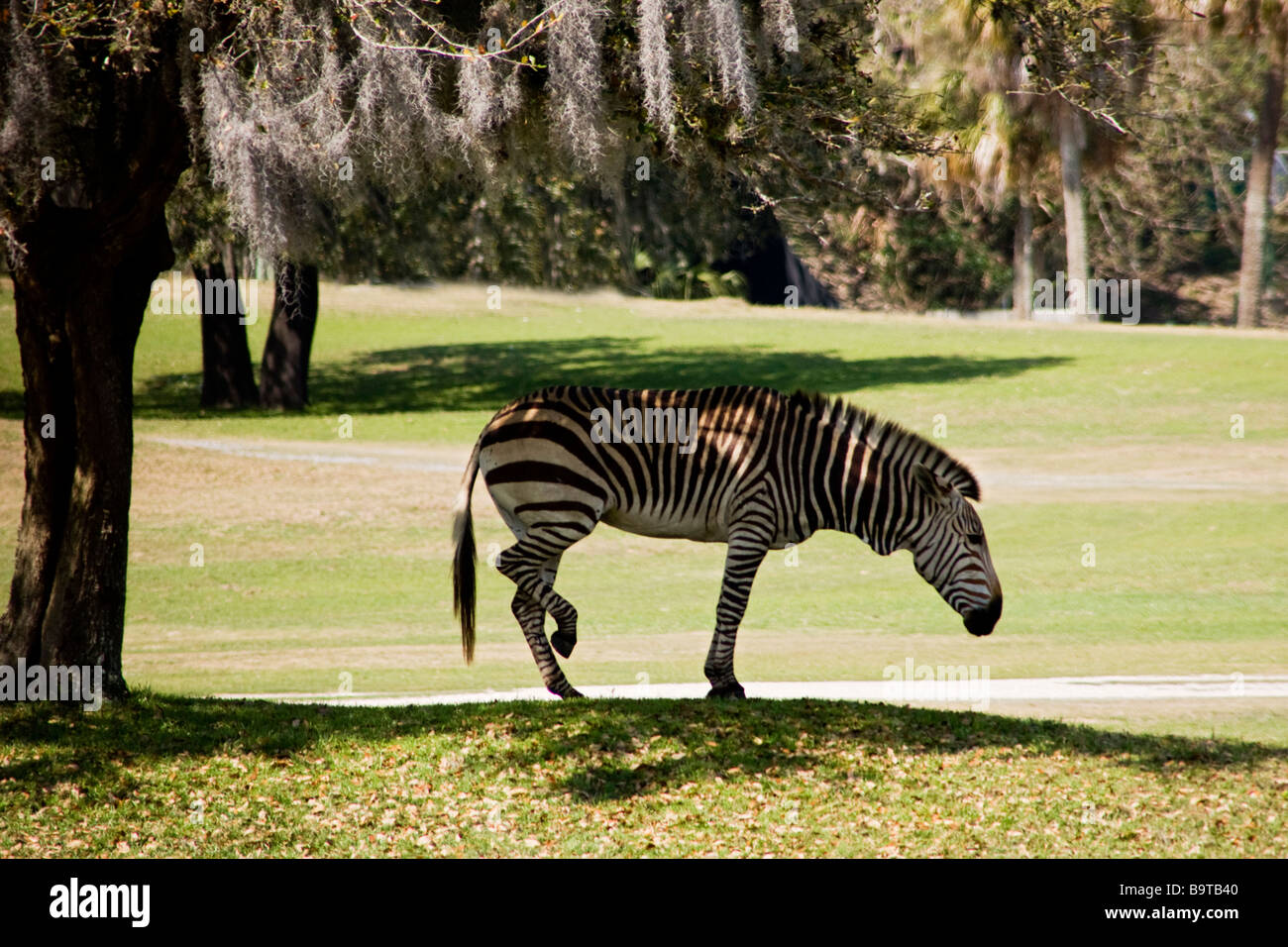 Plains zebra standing in Florida,USA Stock Photo - Alamy
