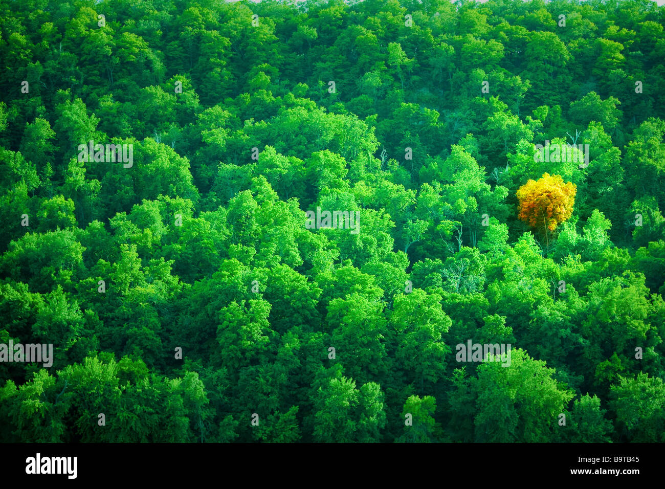 Green forest in Frontenac State Park with one yellow tree shot from ...