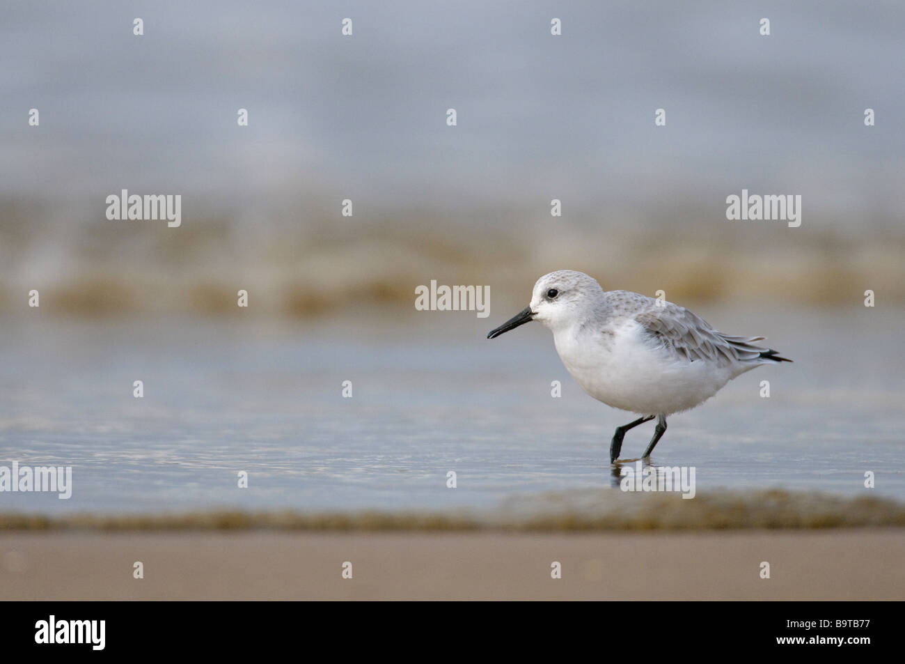Sanderling in winter plumage hi-res stock photography and images - Alamy