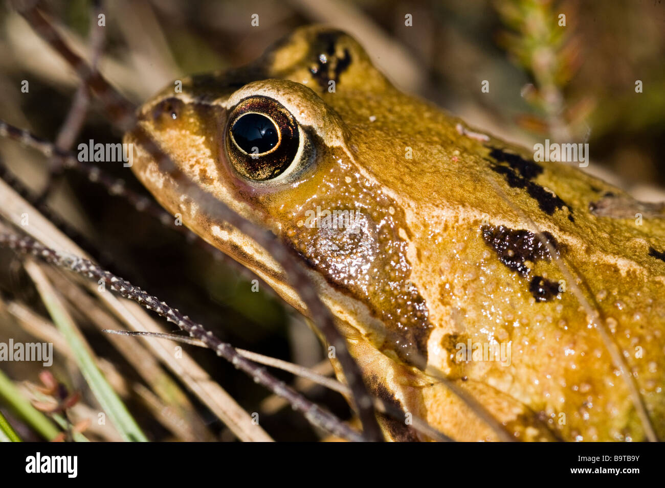 Common frog {Rana temporaria} Highlands Scotland Arbriacan water Stock ...