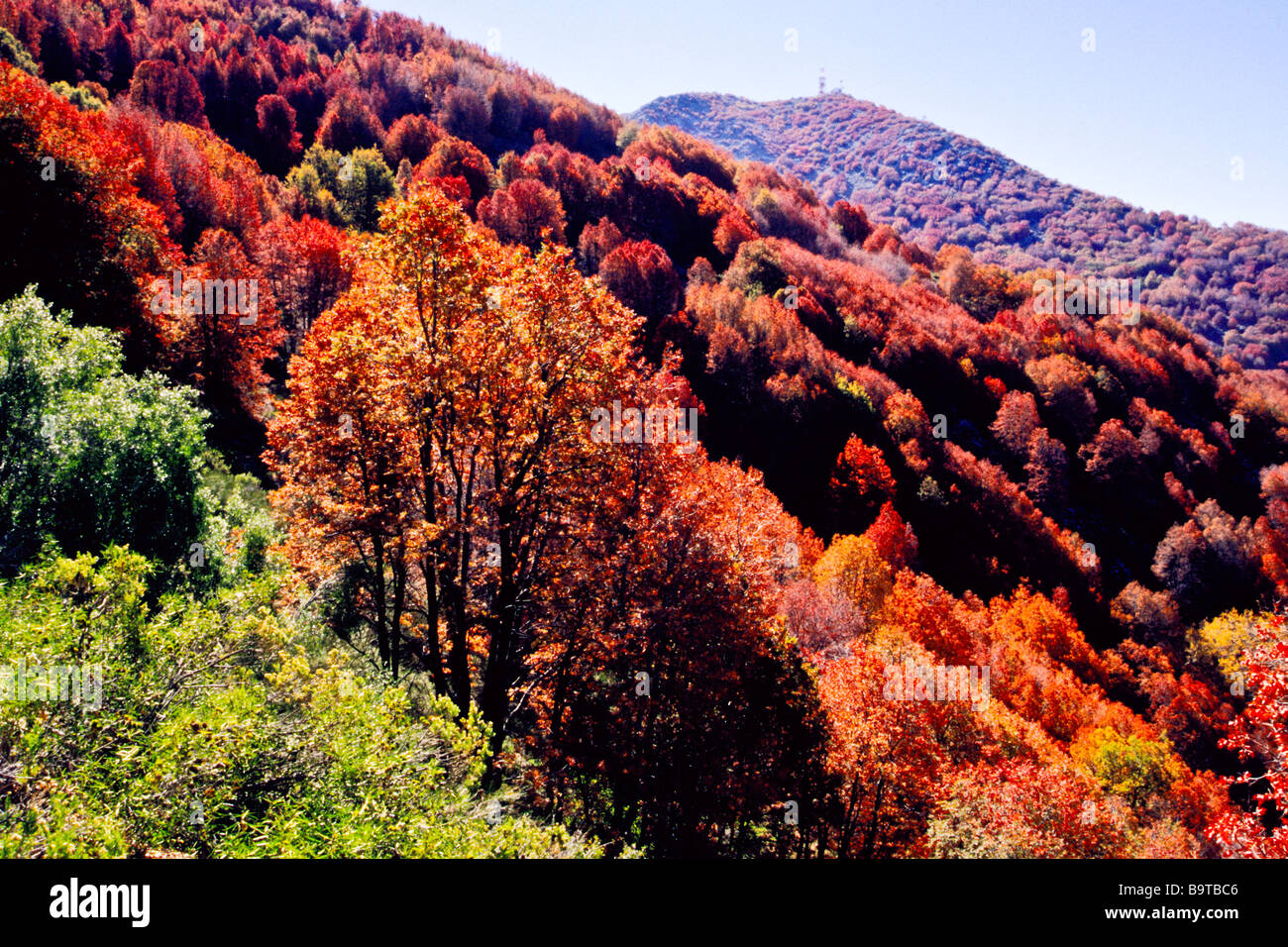 Forest of Southern Beeches (Nothofagus Macrocarpa) on Cerro Roble Hill ...