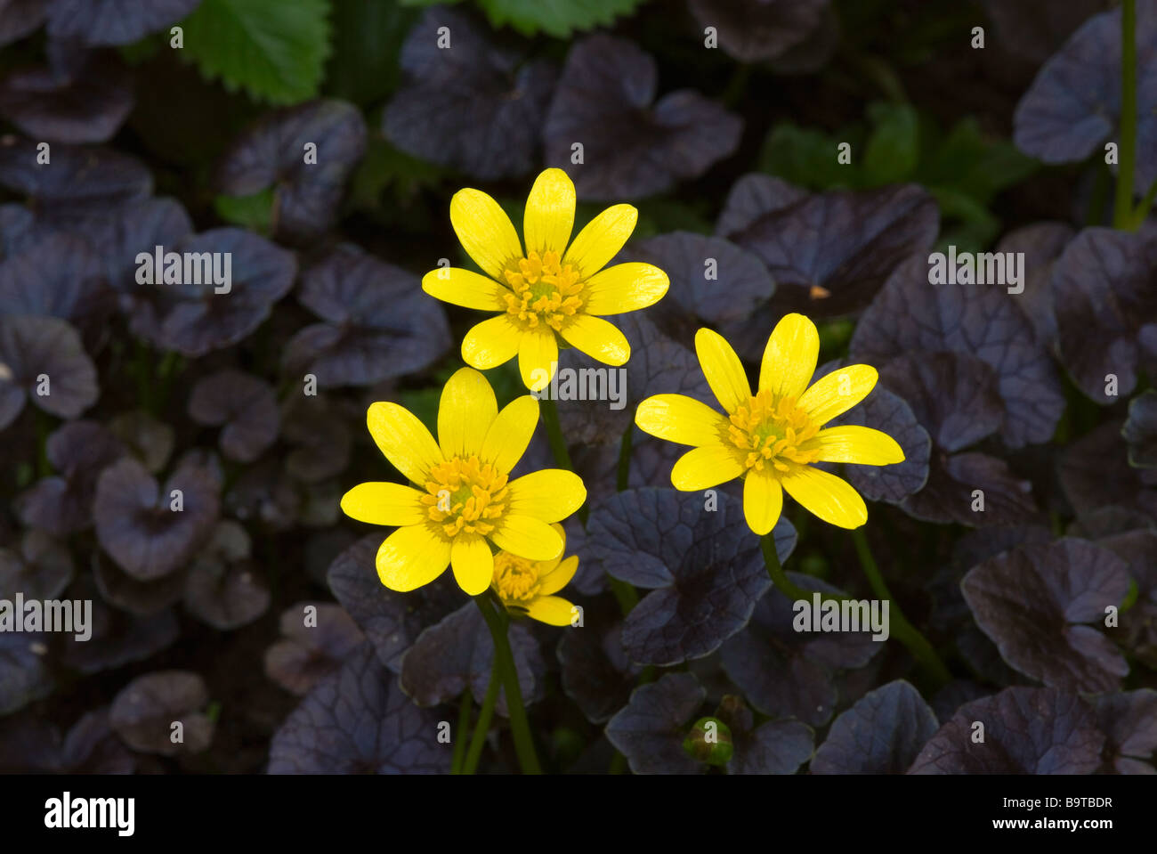 Brazen hussy hi-res stock photography and images - Alamy