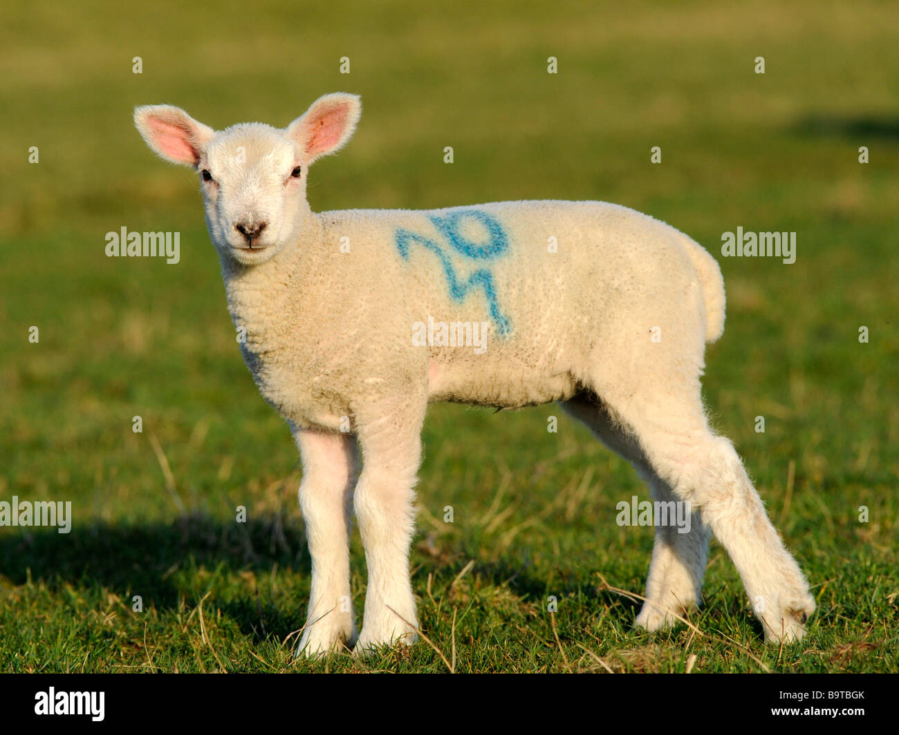Lamb Big Ears High Resolution Stock Photography and Images - Alamy
