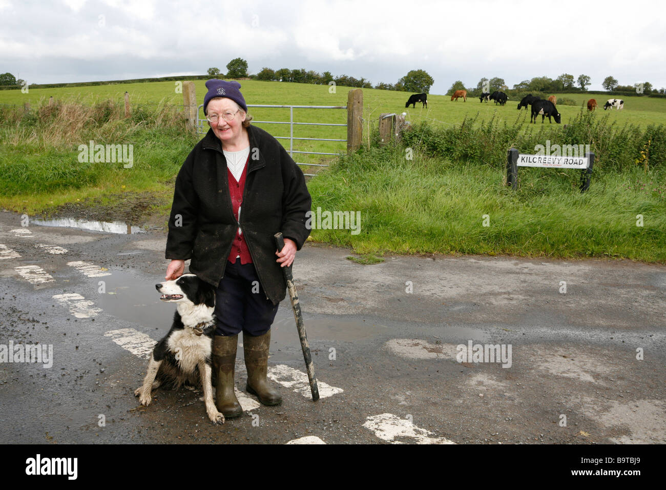 Irish Sheepdog