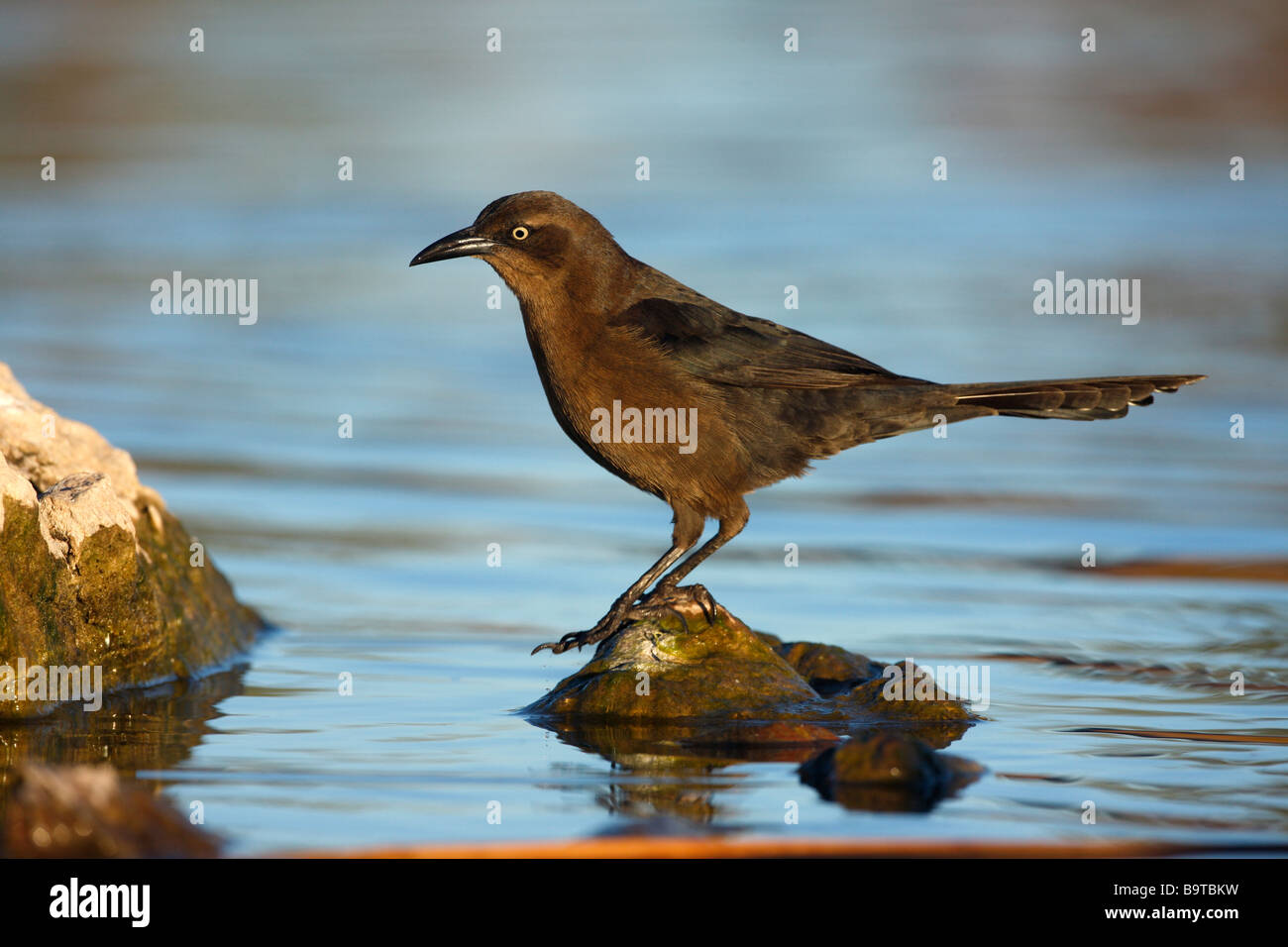 Female grackle hi-res stock photography and images - Alamy