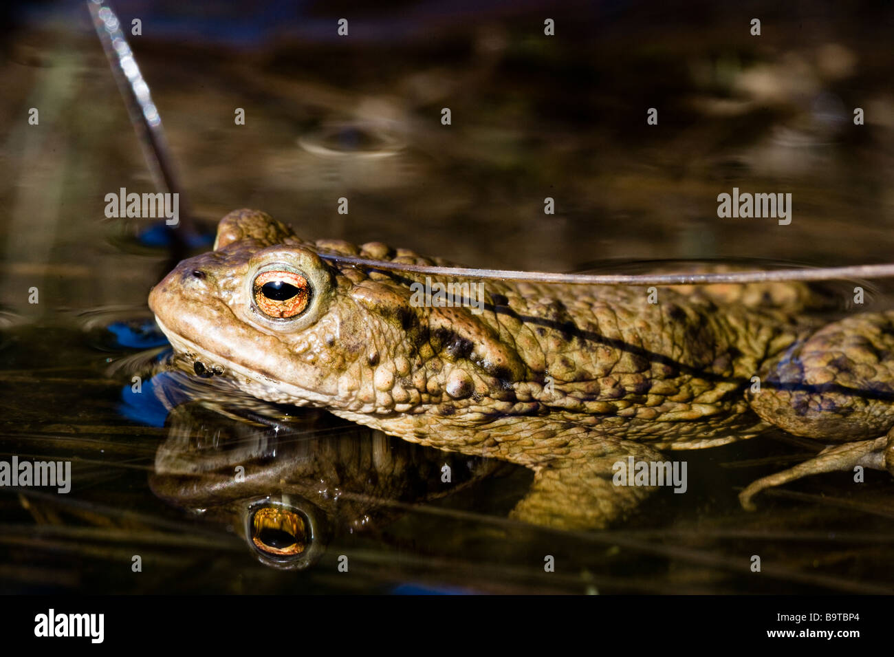 Common frog {Rana temporaria} Highlands Scotland Arbriacan water Stock ...