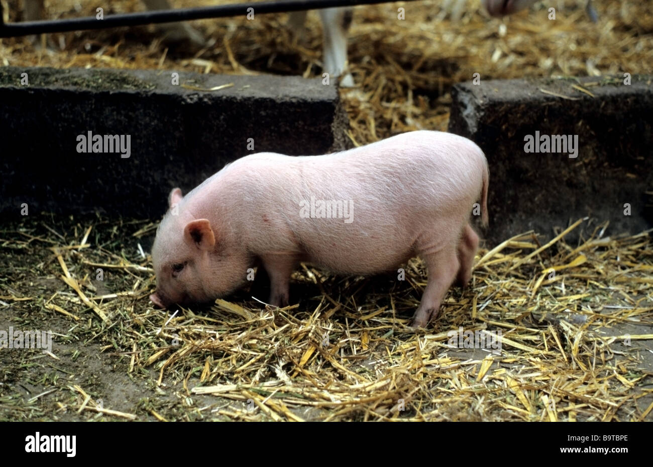 Piglet rearing hi-res stock photography and images - Alamy