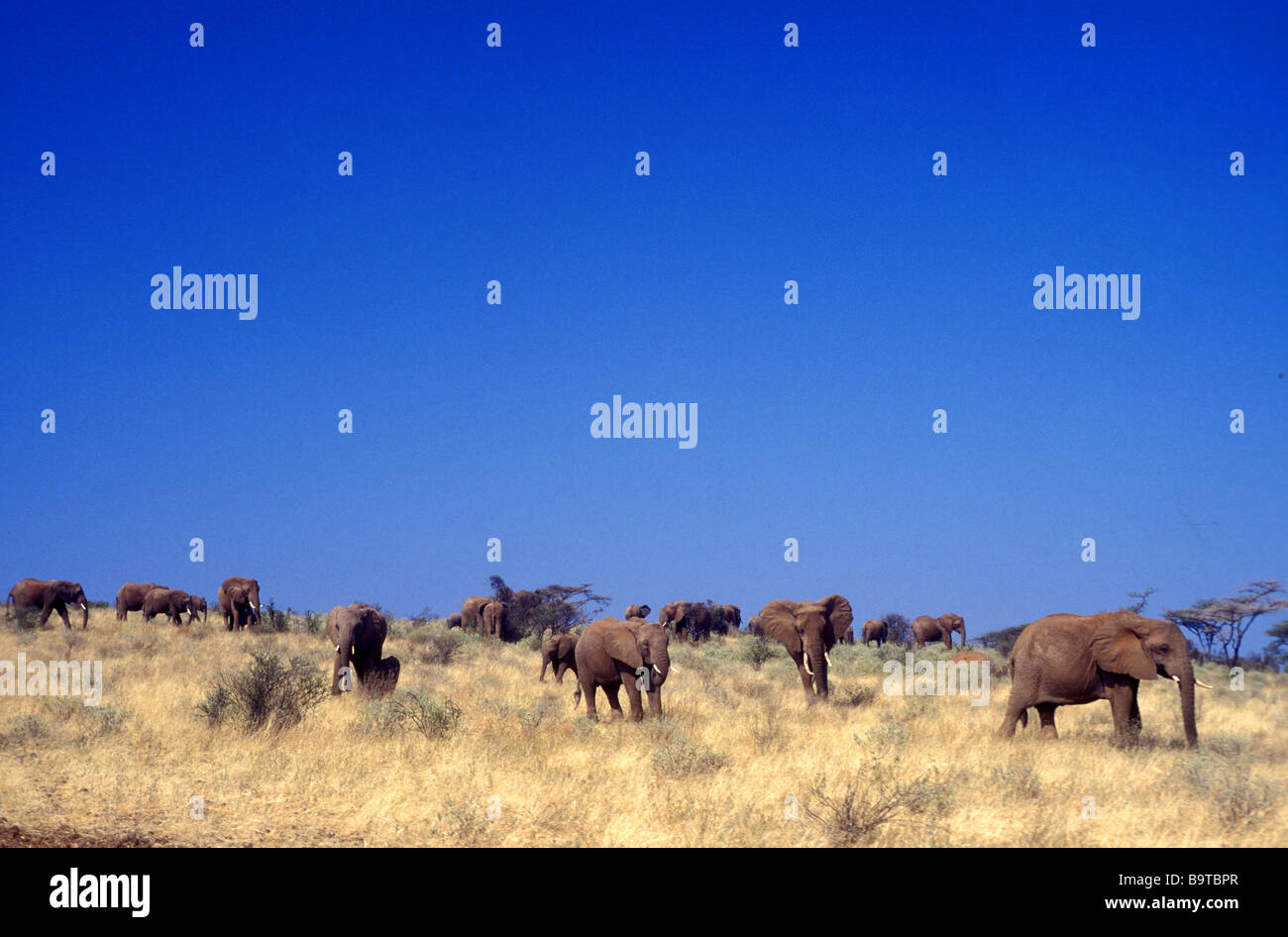 samburu game reserve kenya Stock Photo - Alamy