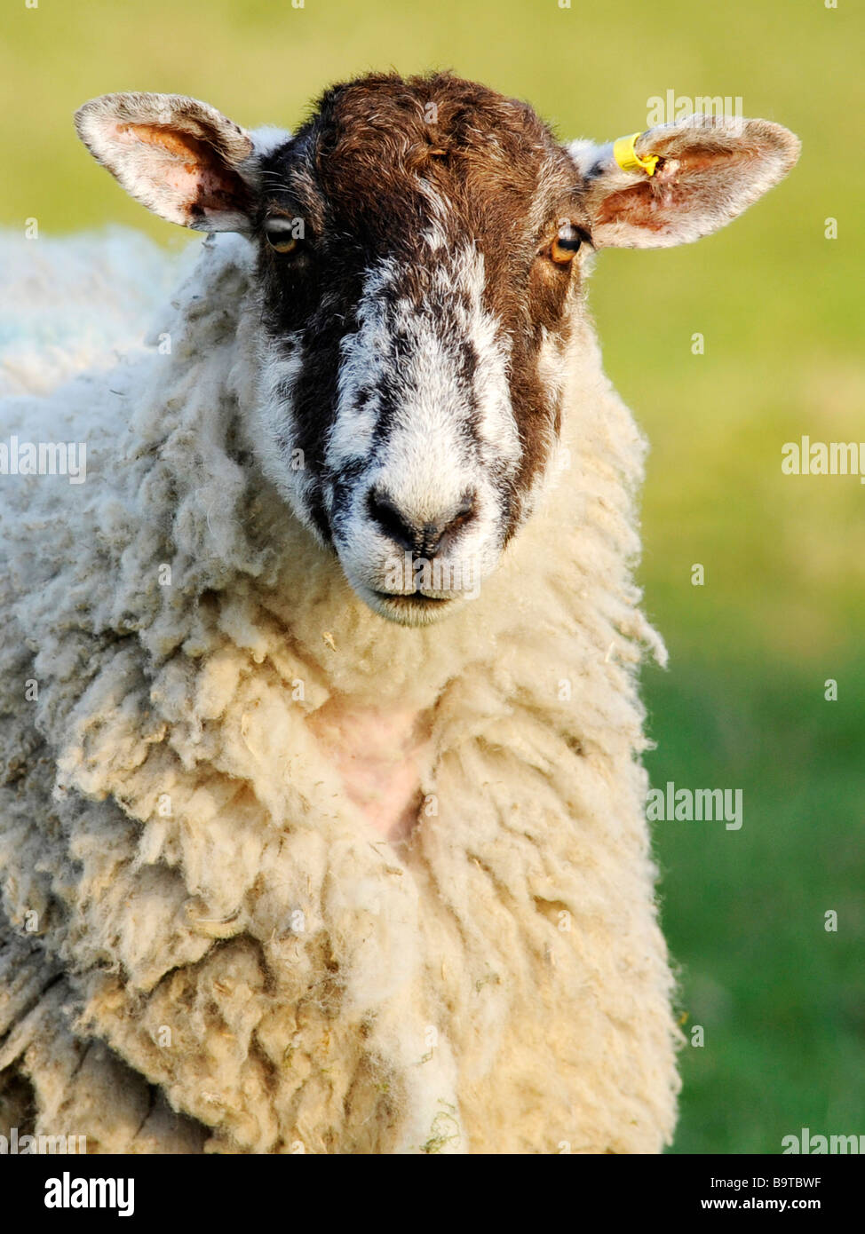 An unusual specked faced sheep Stock Photo - Alamy