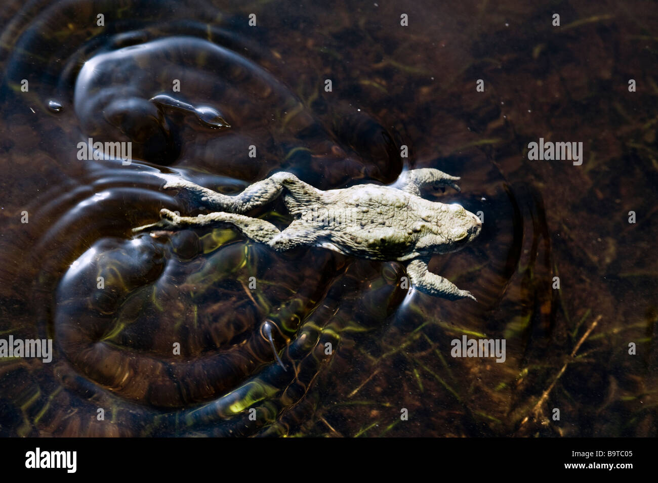 Common frog {Rana temporaria} Highlands Scotland Arbriacan water Stock ...