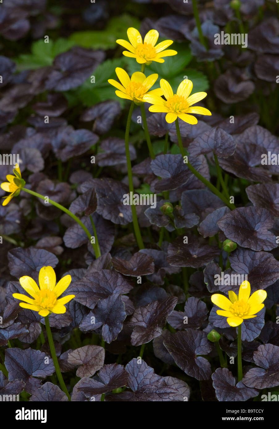 Brazen hussy hi-res stock photography and images - Alamy