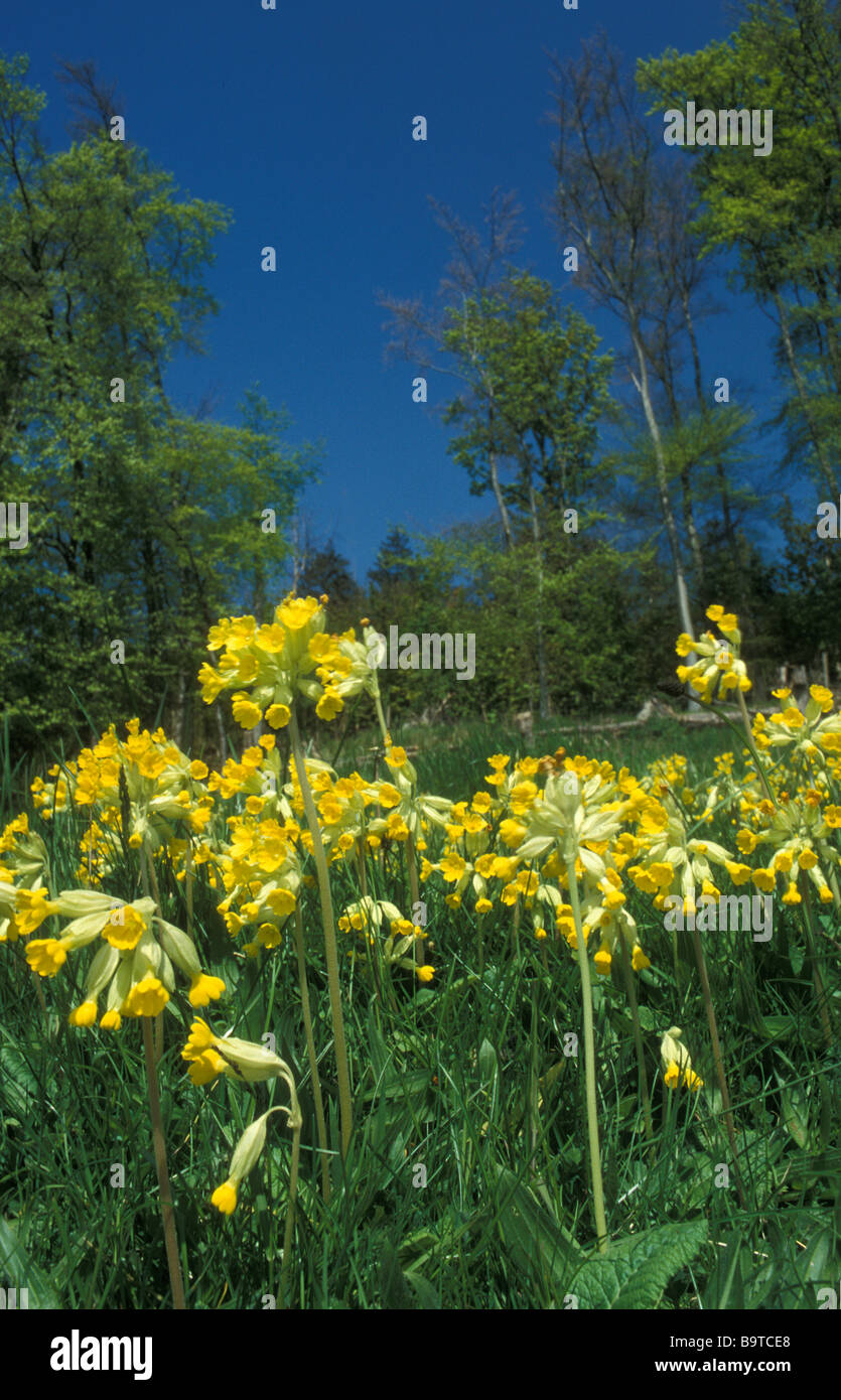 View field rare trees country hi-res stock photography and images - Alamy