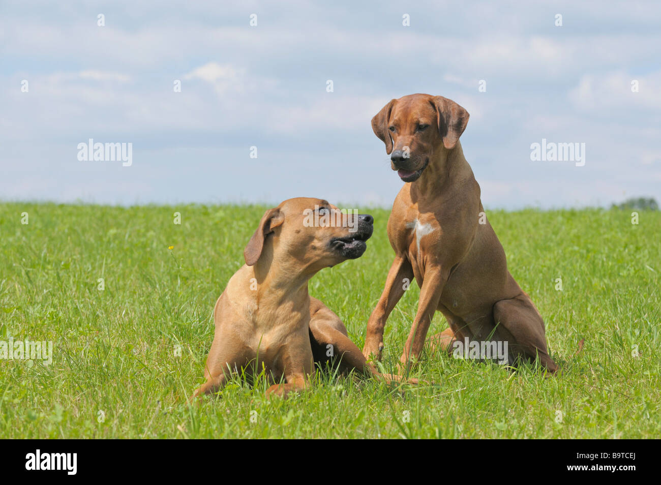 Two one year old Rhodesian Ridgeback dogs Stock Photo - Alamy