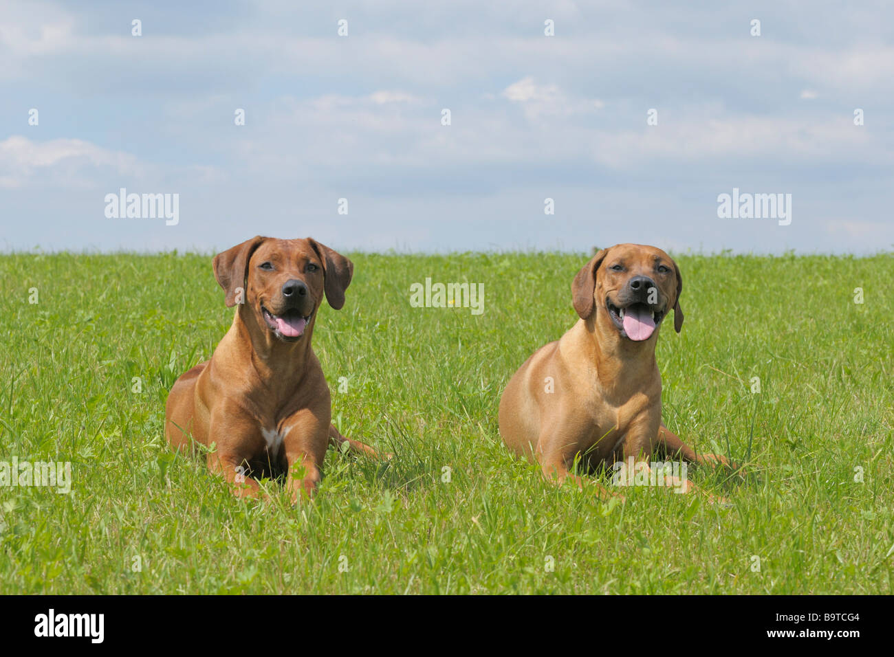 Two one year old Rhodesian Ridgeback dogs lying in a meadow Stock Photo ...